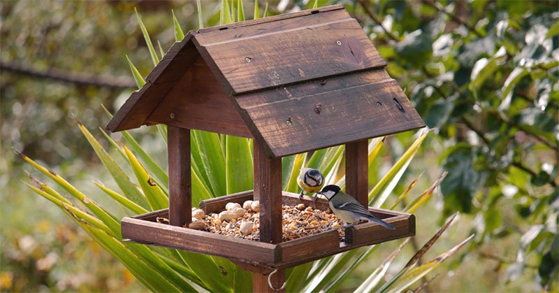Selecting the Best Bird Tables: What You Need to Know?